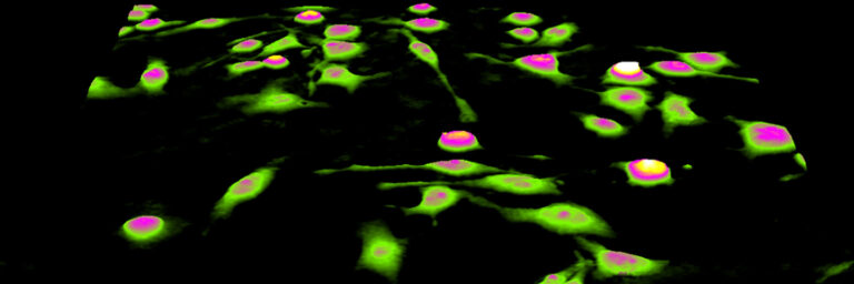 HoloMonitor® Kinetic Cell Proliferation Assay Protocol - Phase ...