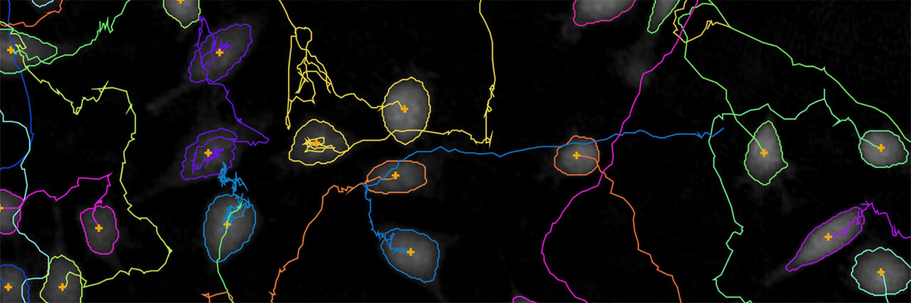 Single Cell Tracking Assay - HoloMonitor® Live Cell Assay - PHI