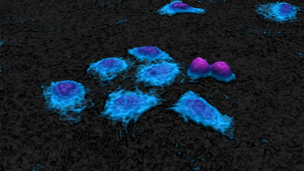 Adherent Automated Cell Counting - HoloMonitor Imaging Applications