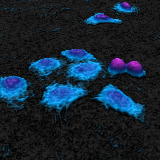 Cell Counter - HoloMonitor® Live Cell Assay - PHI