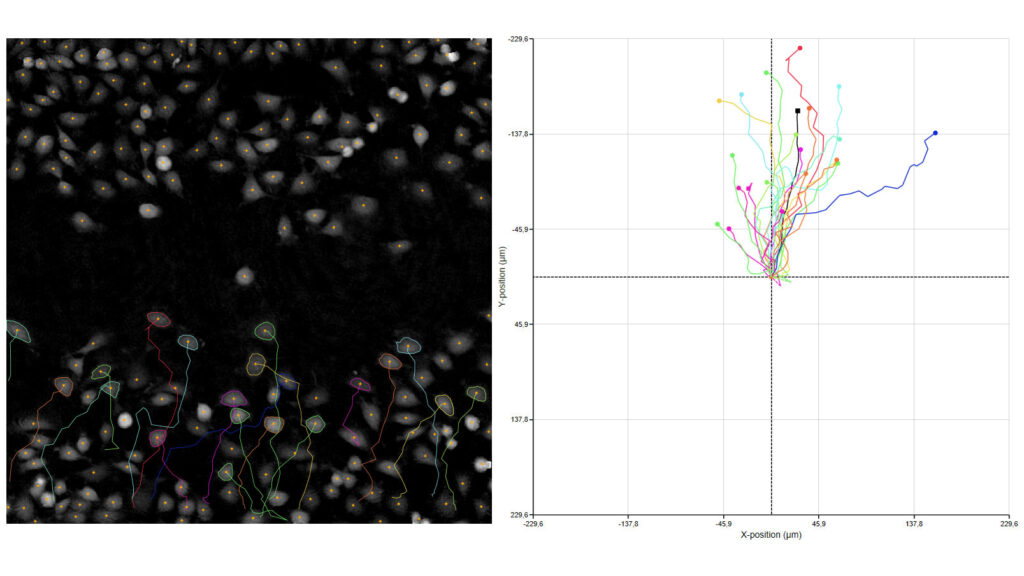 Wound Healing Assay - HoloMonitor® Live Cell Assay - PHI