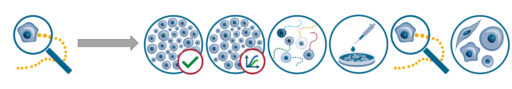 HoloMonitor® Single Cell Tracking Assay Protocol - Phase Holographic ...