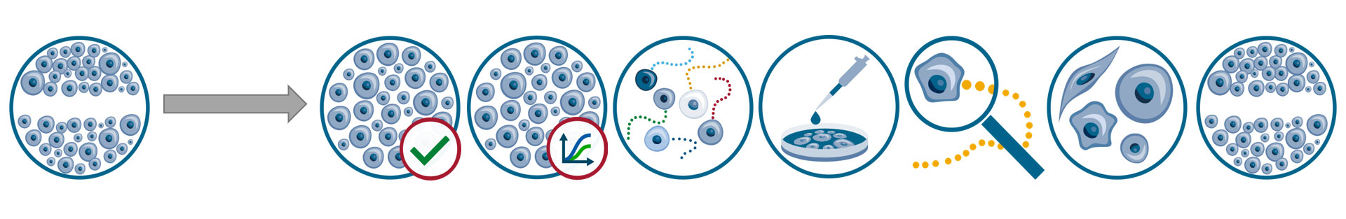 HoloMonitor® Wound Healing Assay Protocol - Phase Holographic Imaging