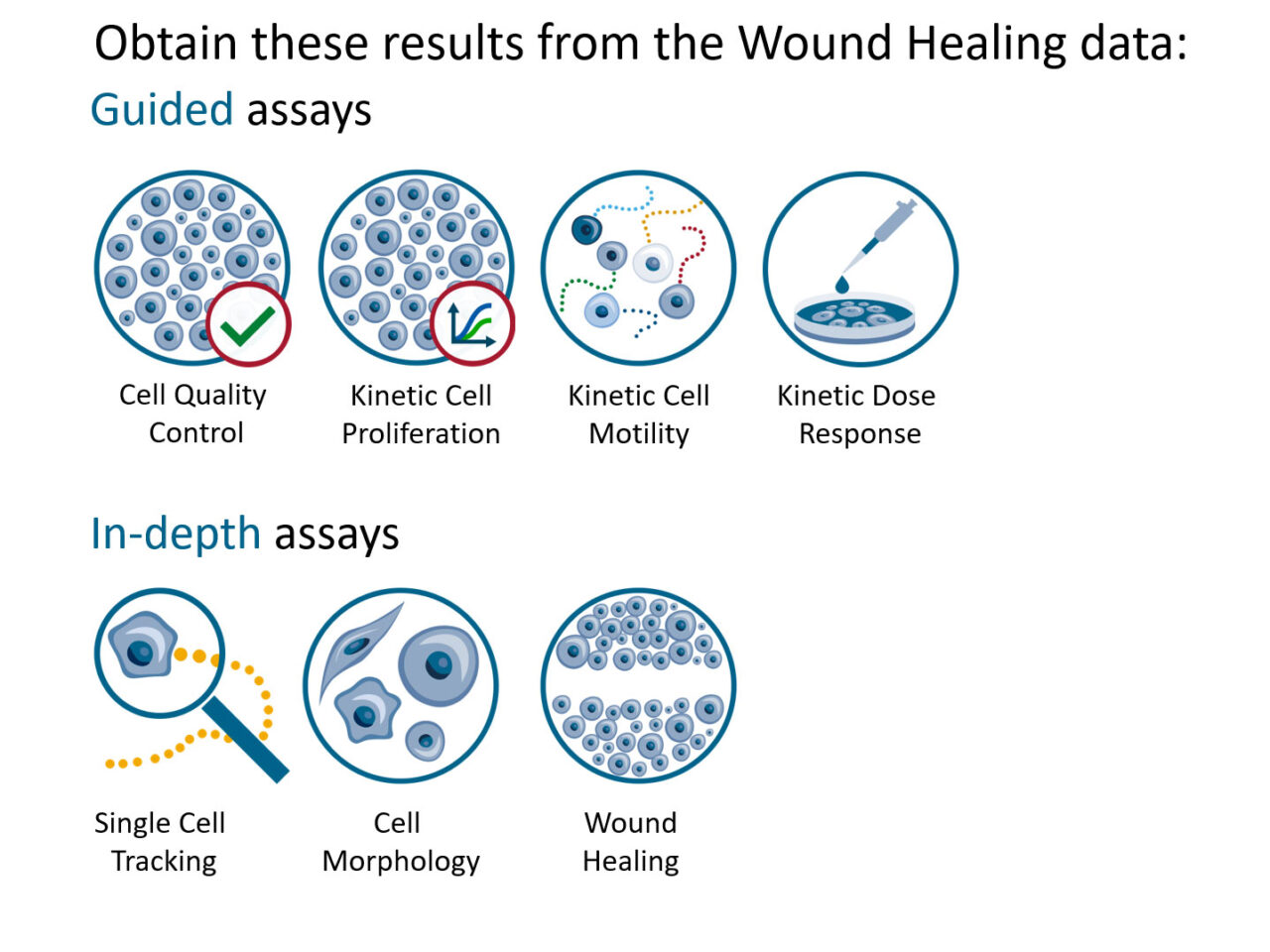 HoloMonitor® Wound Healing Assay Protocol - Phase Holographic Imaging