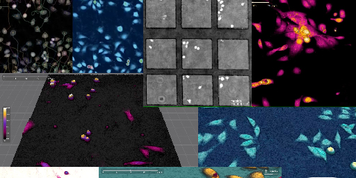 The Best of 2021 Live Cell Imaging Videos - PHI Blog