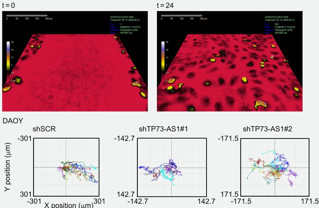 HoloMonitor M4活细胞成像系统 - Phase Holographic Imaging
